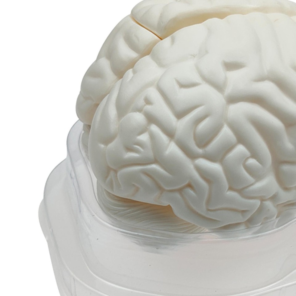 Human Size Model compatible with laboratory Supplies Early | eBay Australia