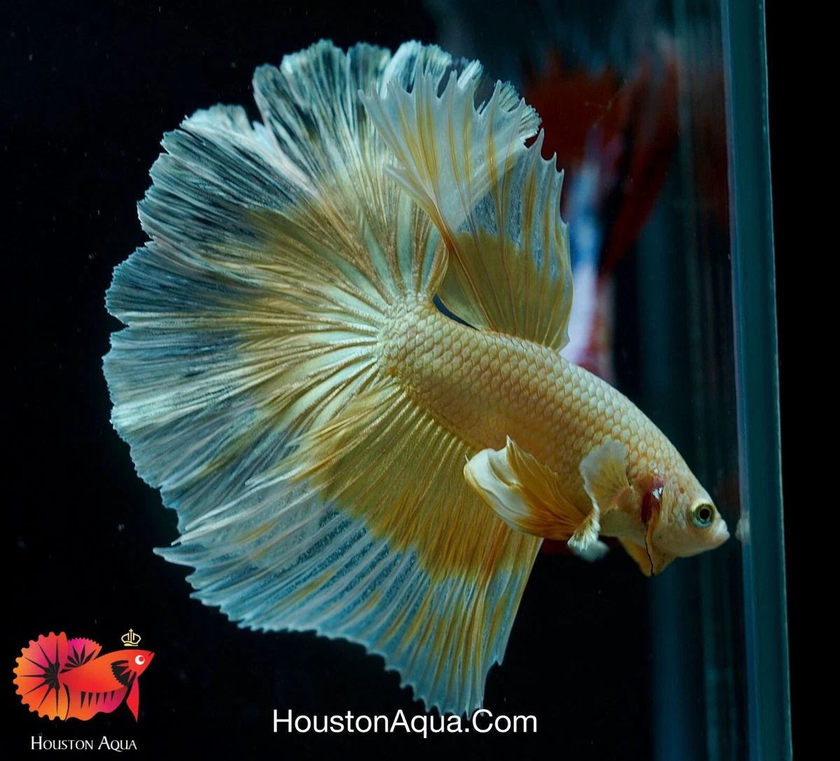 Gold Betta Fish