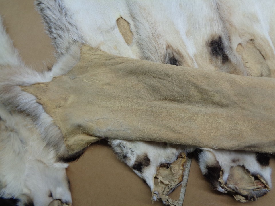 Tanned Flat-Semi-Hvy Badger Hide/Fur/Taxidermy/Free Shipping/Trapping ...