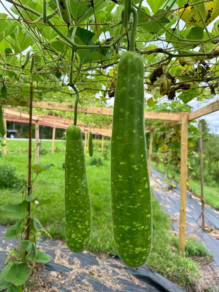 Big Bottle Gourd seeds || Long Green Bangladeshi Lau Seeds || 20 Deshi ...