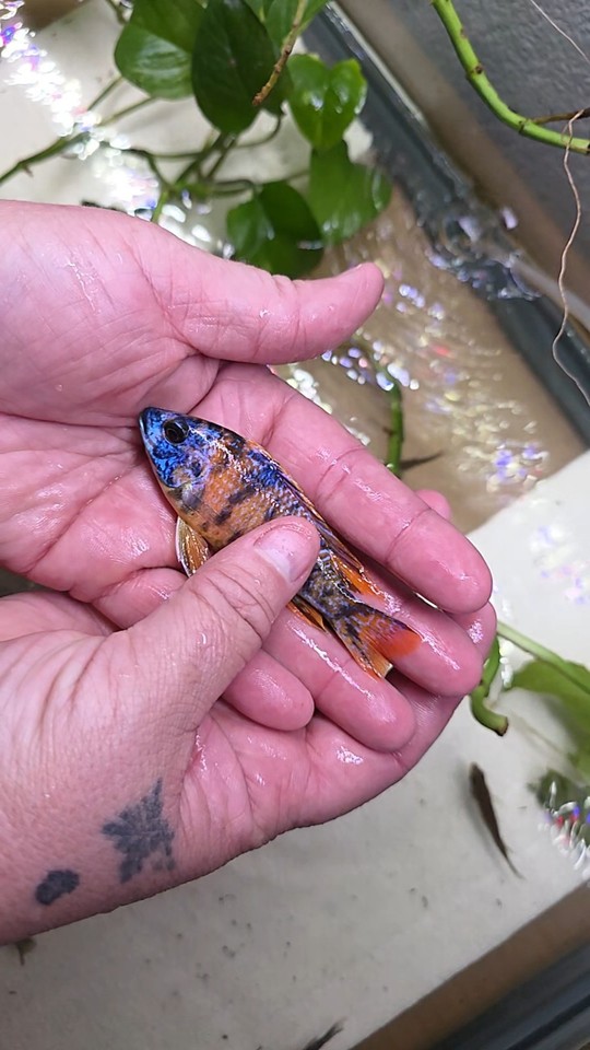African Cichlids Hybrid Mix Of OB Peacock & Apache Cichlid | eBay