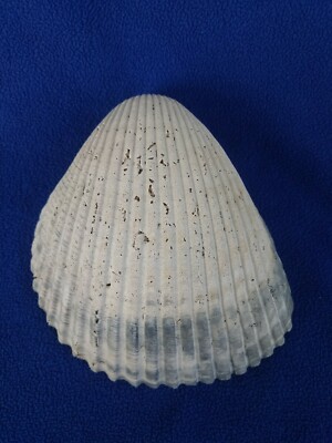 CK01 Atlantic Giant Cockle Shell Dinocardium Robustum Cardiidae Nautica ...