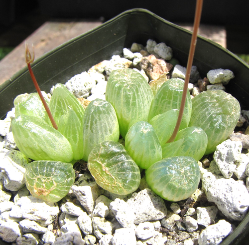 Bulbine 'June' not Haworthia, last chance | eBay