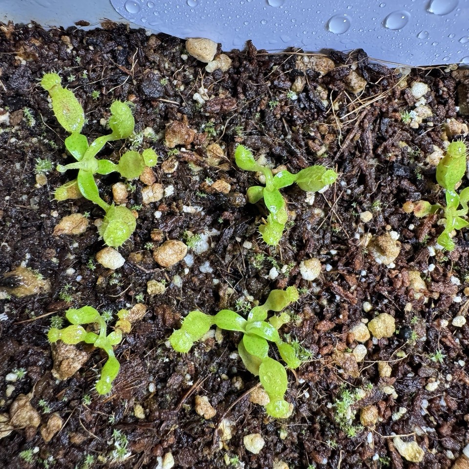 Nepenthes Edwardsiana By Jeff Shafer SG XS Seedling Shipped POTTED Read ...