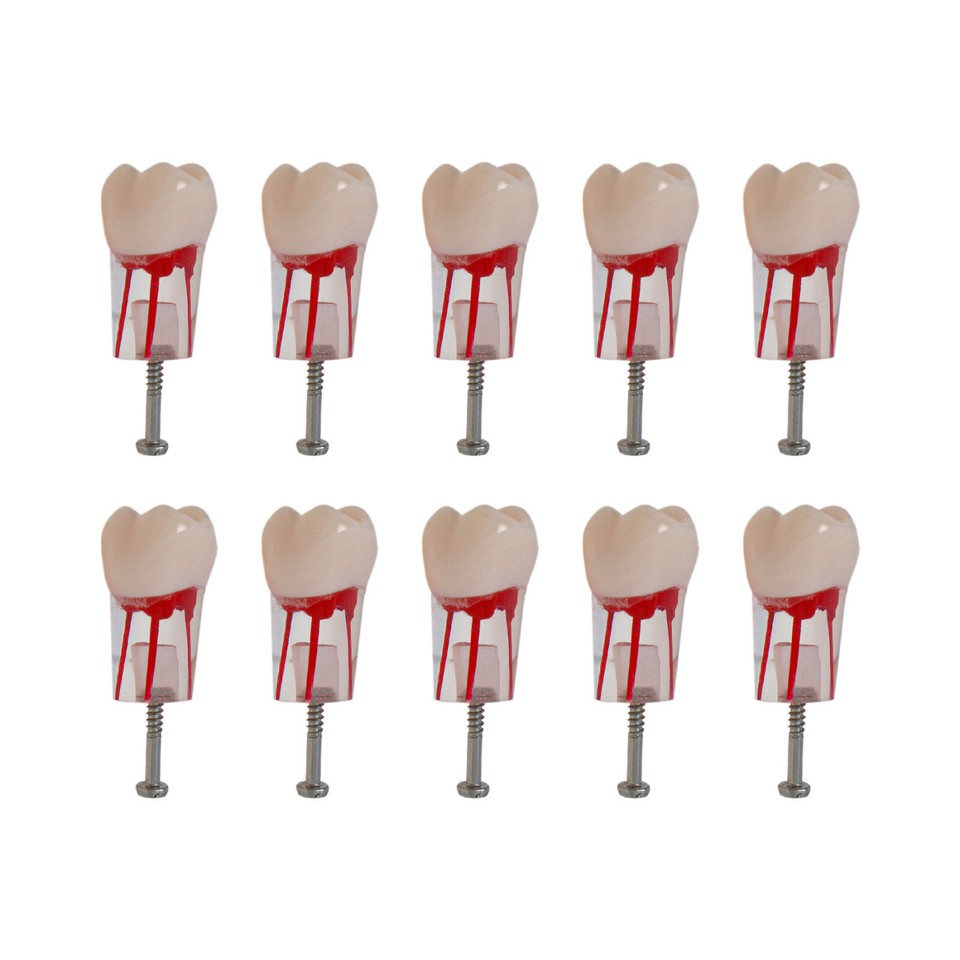 Dental Endo Root Canal Teeth Model RCT Study Practice First Molar #16 ...