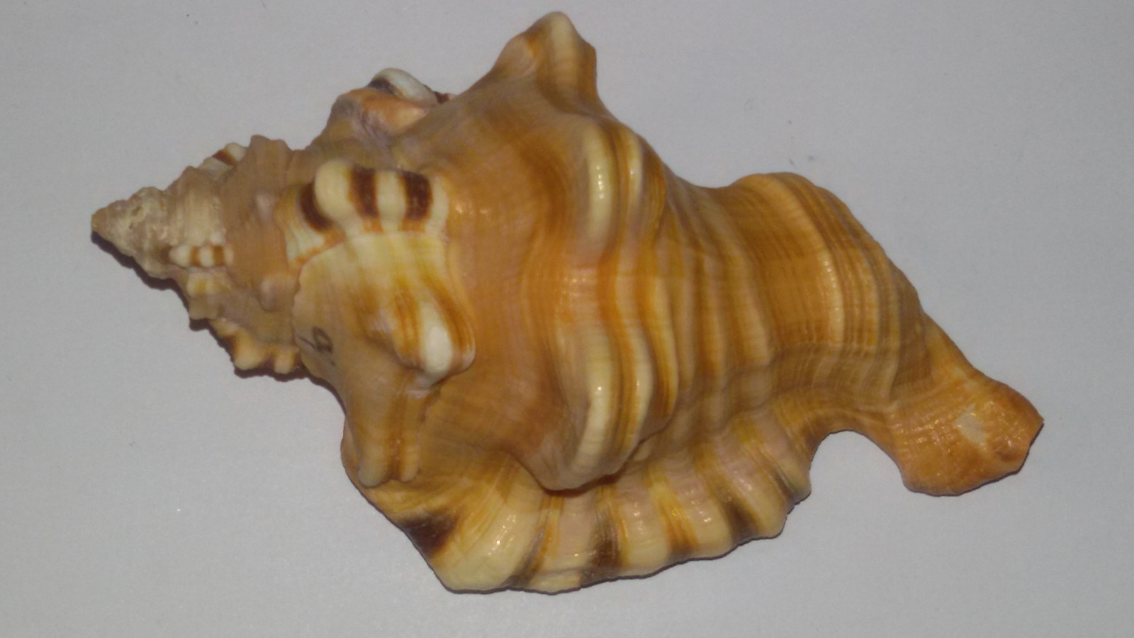 Shell Cymatium LOTORIA PERRYI Shell with Cover mm 110 India | eBay