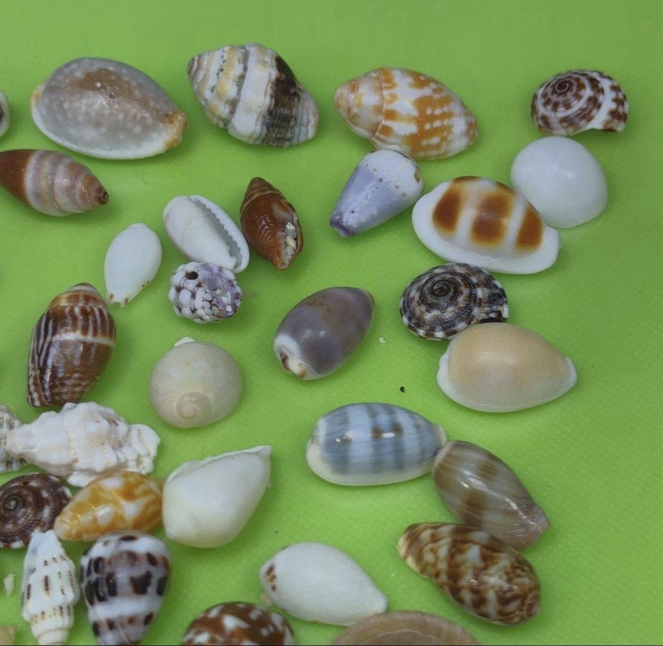 rare shell from japan Art Craft Shells of Okinawa small 3730123 | eBay