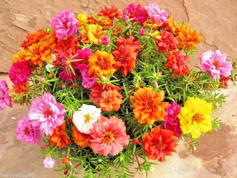 501+PORTULACA Rose Moss MIX Seeds Flower Garden Container Basket Window ...