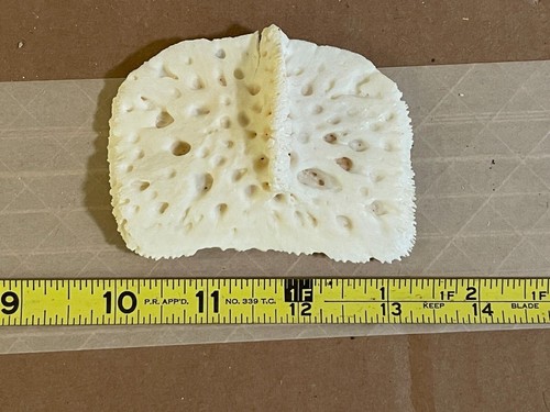 RARE 1x GIGANTIC Alligator Scute Osteoderm REAL BONE taxidermy display ...