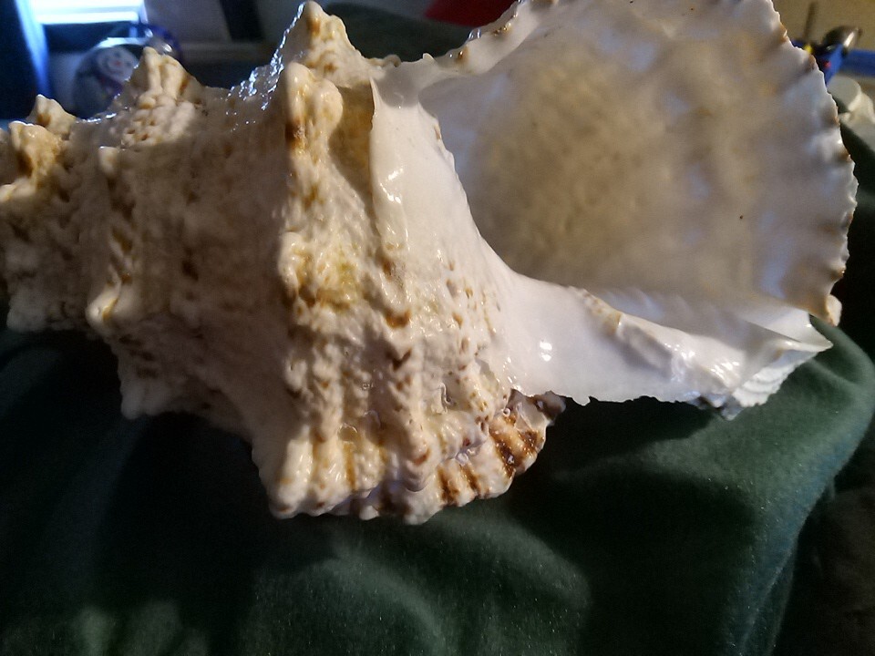 Large Frog Conch Shell 9 In X5in | eBay