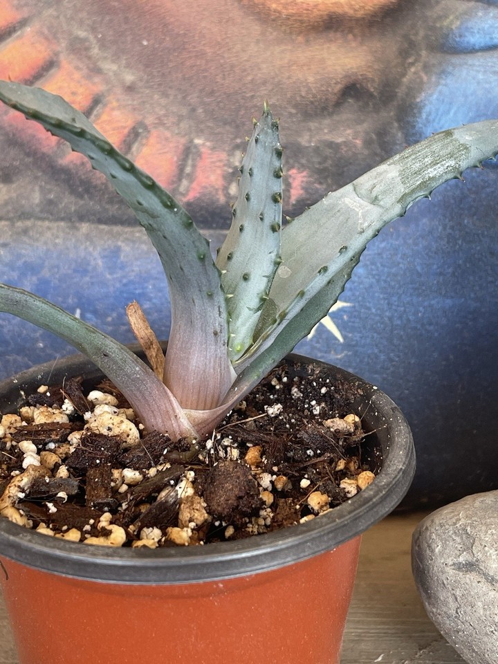 ALOE FEROX - (Cape/Bitter) --rare single stem tree aloe seedling ...