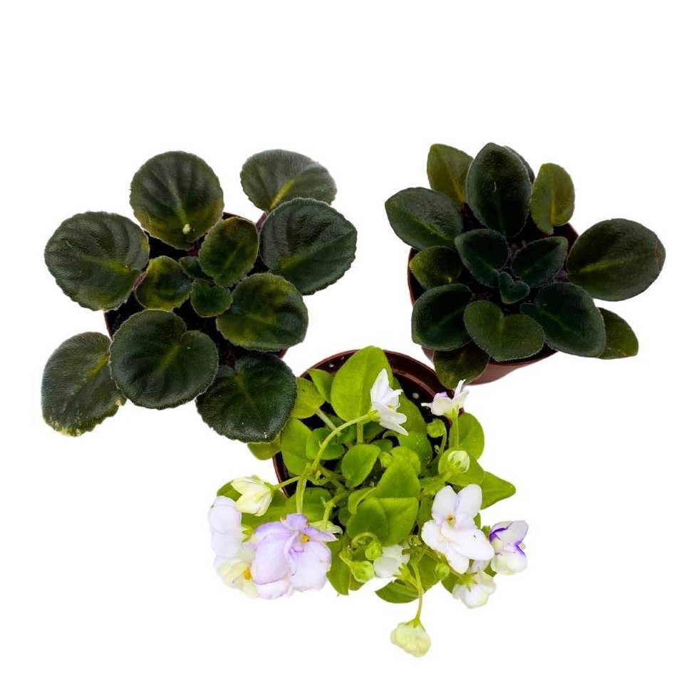 Harmony's African Violet Assortment, 2 inch set of 3, Rare Mini ...
