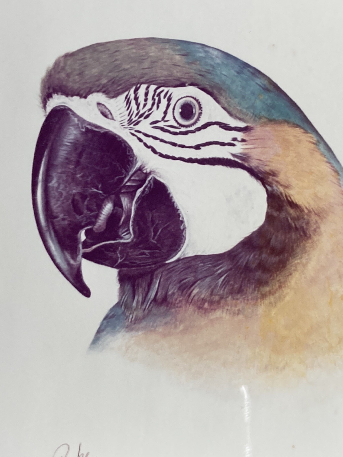 RARE Blue & Yellow Macaw Bird Signed Framed Art Print Artist Eric Peake ...