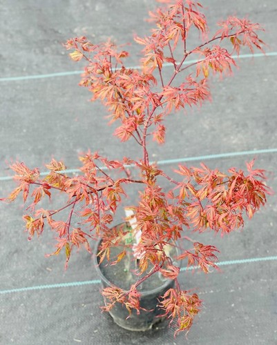 Acer palmatum 'Scarlet Princess' (Scarlet Princess Japanese Maple) | eBay