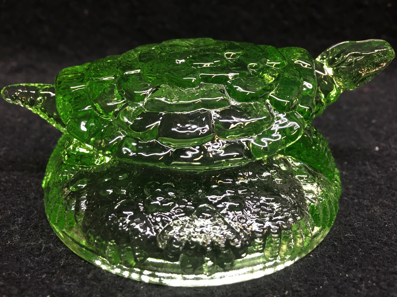 Snapping Turtle Shell for sale | Only 2 left at -70%