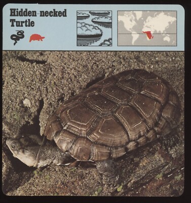 Hidden Necked Turtle Safari Cards Rencontre Reptiles | eBay