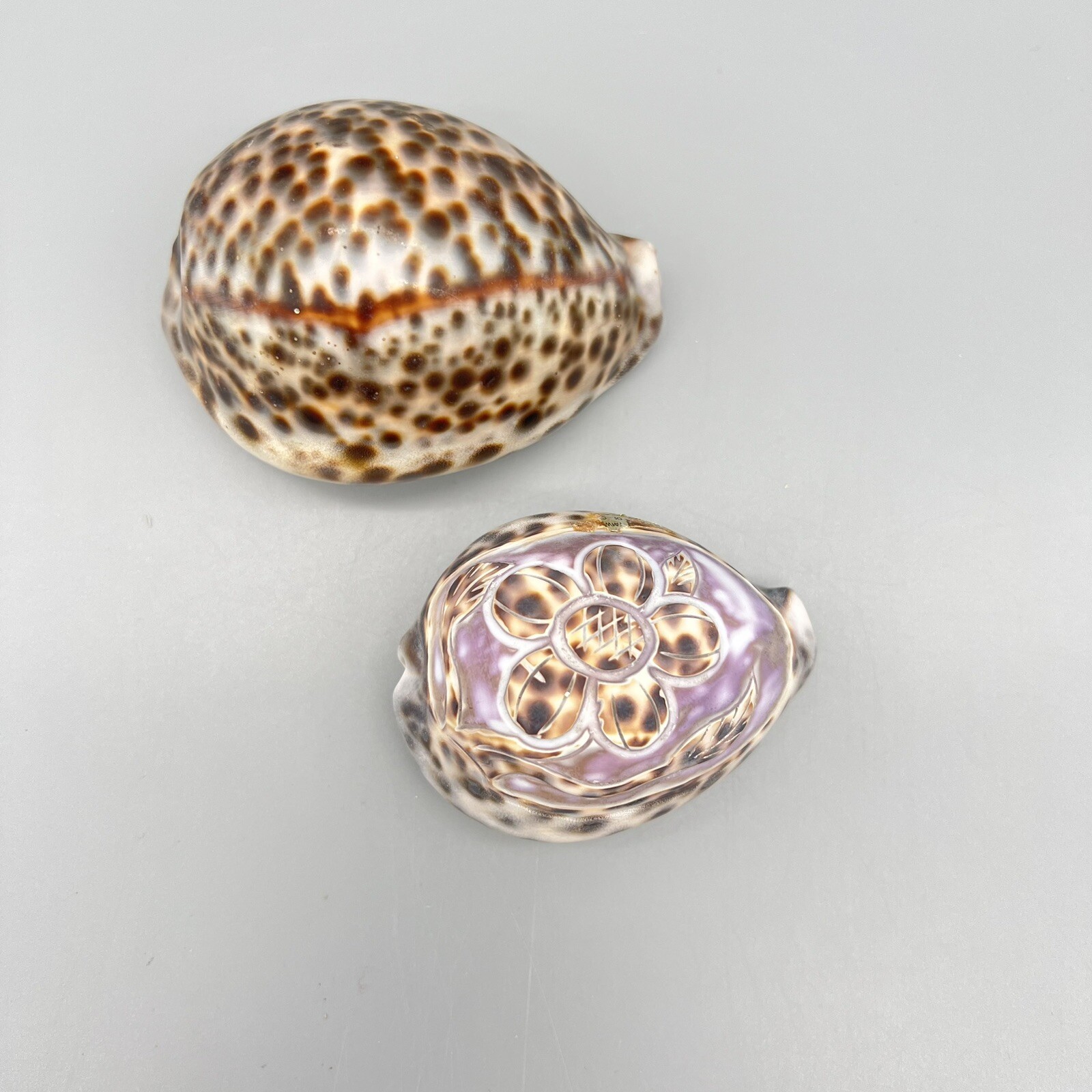 Shells Tiger Cowry Cameo Carved Flower Natural Ocean Cowrie Seashell ...