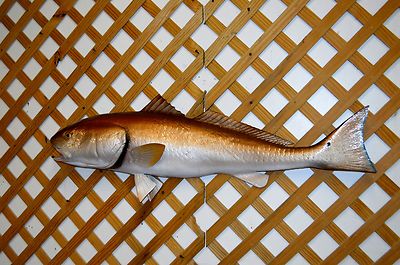 42" Redfish Half Mount | eBay