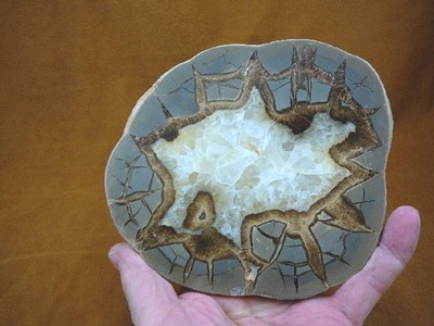 (R591-11) Septarian slice Aragonite Calcite mud Mineral rock gemstone ...