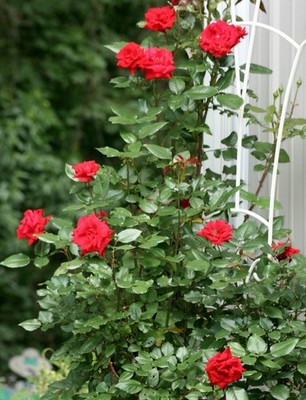 Blaze Improved™ Red Climbing Rose - Live Plant - ( 1 QT ) - Repeat ...