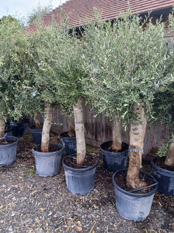 Olive Tree Standard Lollipop Approx 6ft+ Tall 45L UK Hardy EXTRA LARGE ...