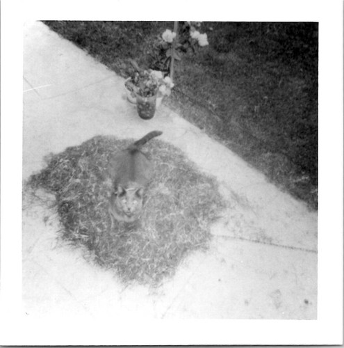 Cute Lazy Defiant Cat Sitting on Weeds Kitten Snapshot 1965 Vintage ...