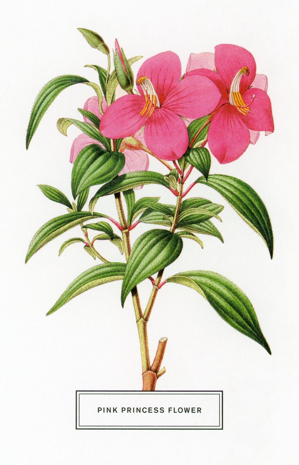 Pink Princess Flower --POSTCARD | eBay