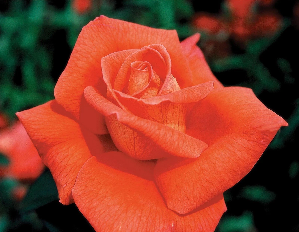 Orange Deep Red Roses