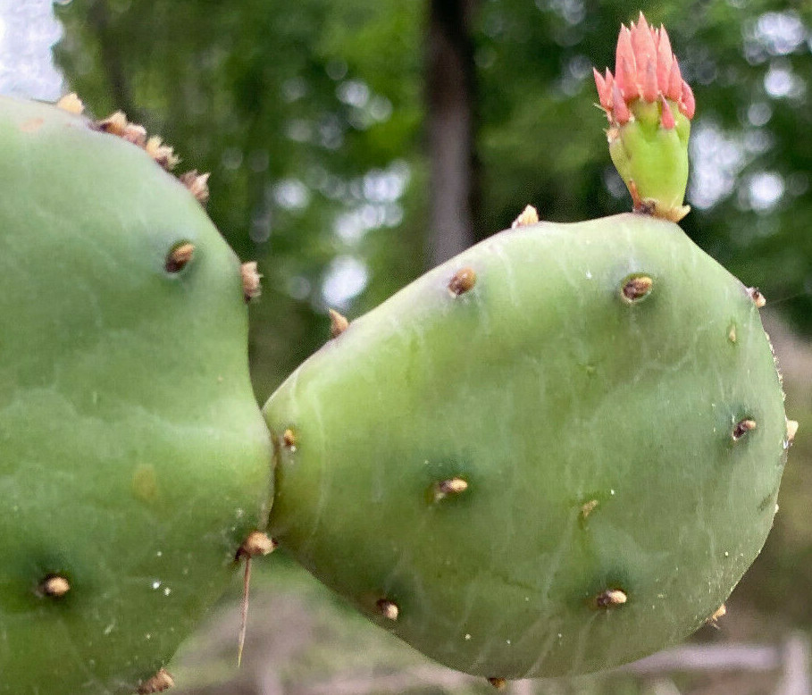 World's Most Cold Hardy Prickly Pear Cactus (O. humifusa) Native Pollinator Gold | eBay