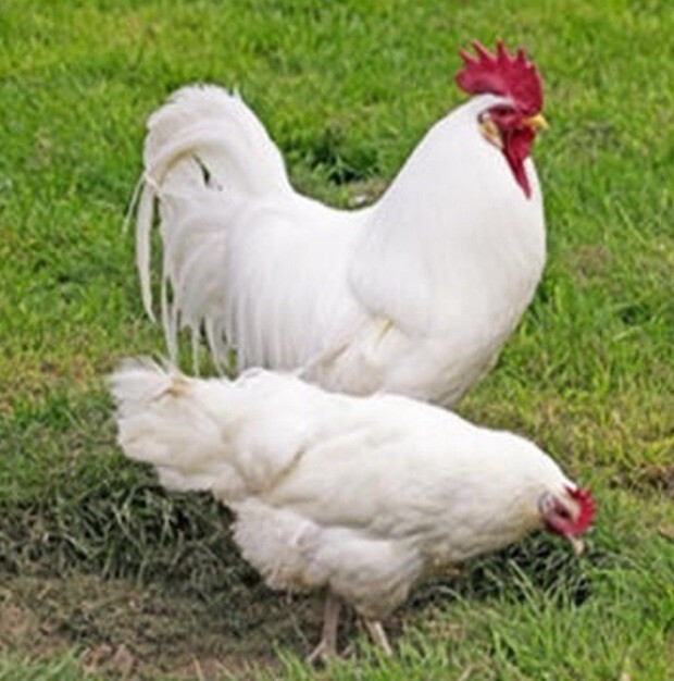 9 X White Leghorn Chicken Eggs large Fowl Great Layers🐤 | eBay
