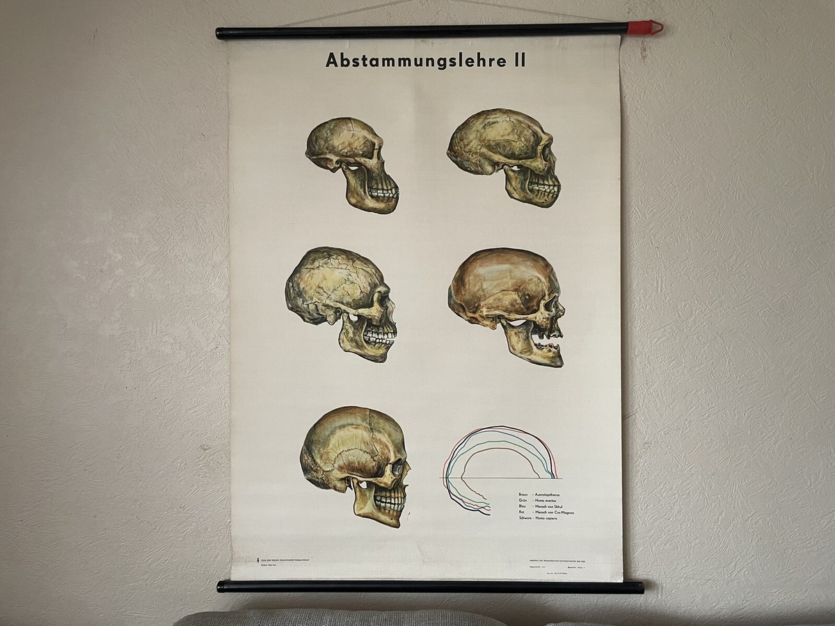 Cro Magnon Skull Drawing