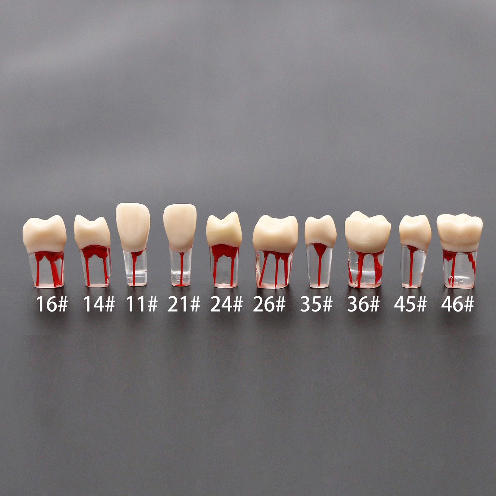 10PCS Kilgore Nissin Type Dental Endo Root canal Practise Typodont ...