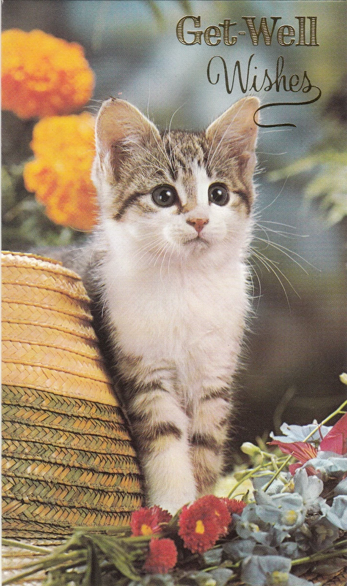 Feel Better Kitten
