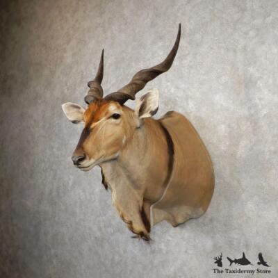 #21088 P | African Lord Derby Eland Taxidermy Shoulder Mount For Sale ...
