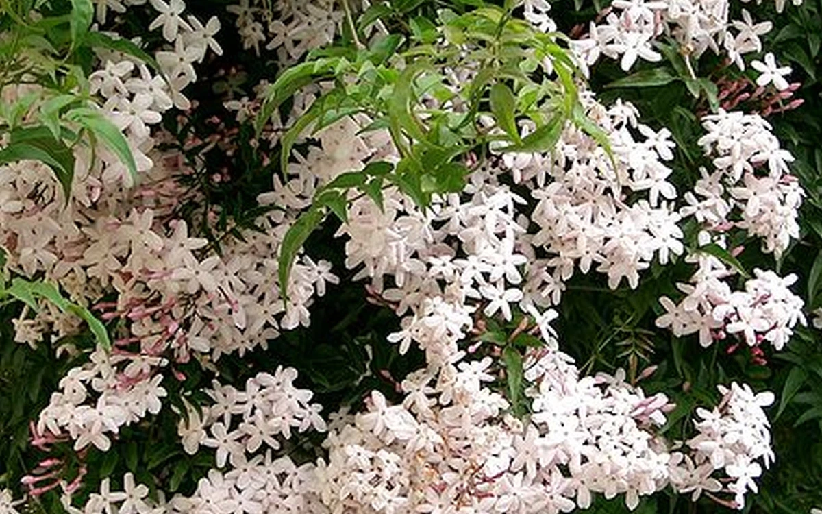 Pink Jasmine Vine