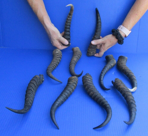 10 pc. lot of Real 8 to 11 inch Male South African Springbok Horns ...