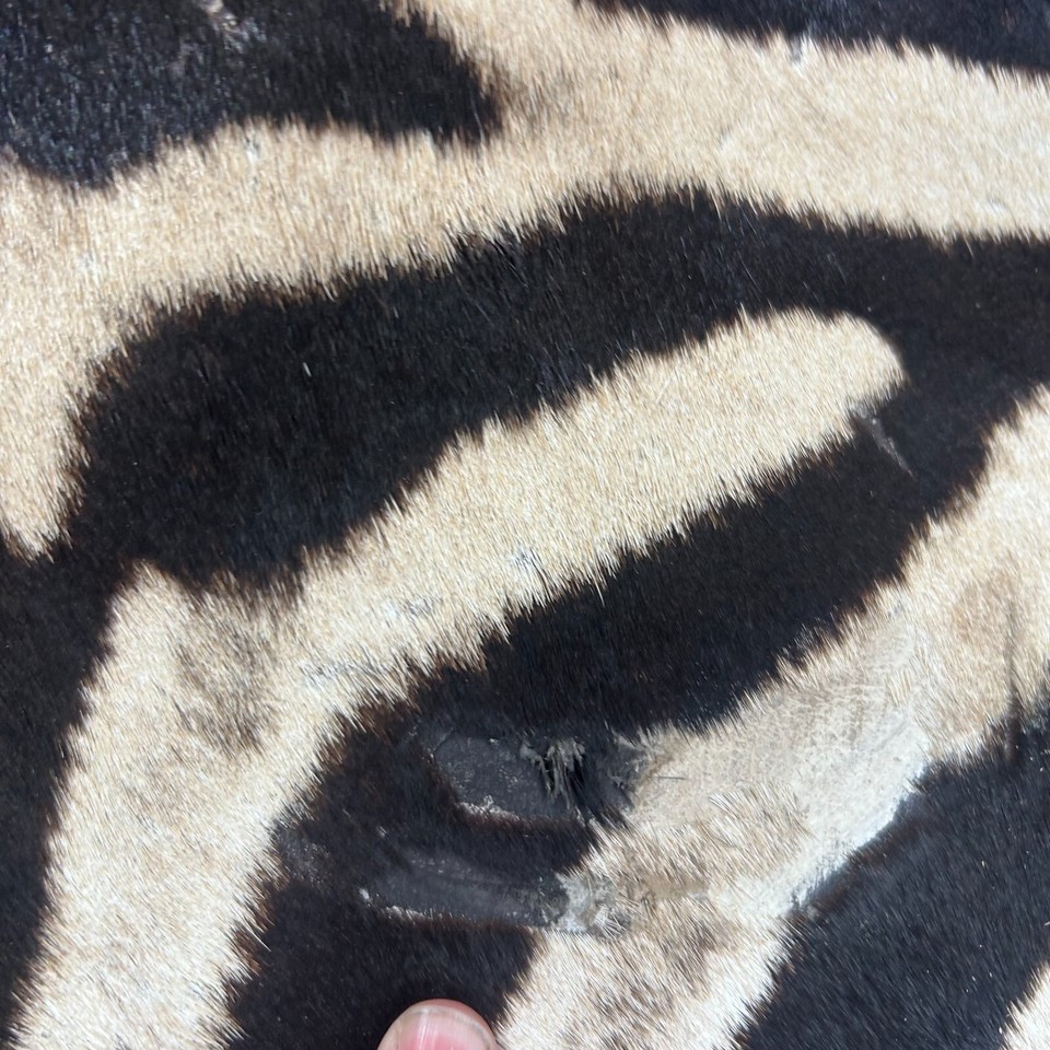 Real Zebra Skin Rug Hide # 50 Size: 8 X 6 feet Genuine Burchells Zebra ...