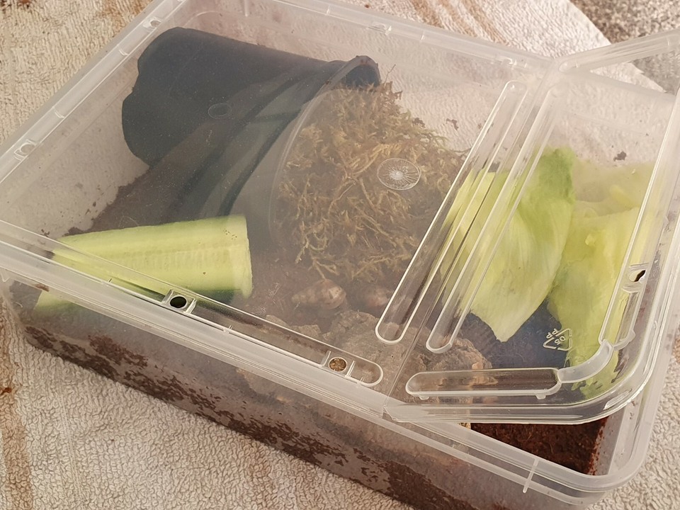 InsectsDirect - Giant African Land Snail Starter kit - Rear & Raise ...