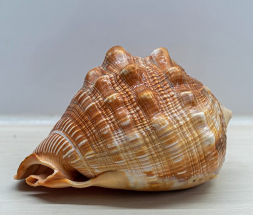 Stunning 6" Bull’s Mouth Red Helmet Sea Snail Shell - Cypraecassis Rufa ...