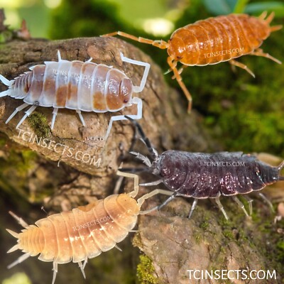 Combo Deal | 100+ Party Mix Isopods And 8oz Springtails | FREE SHIPPING ...