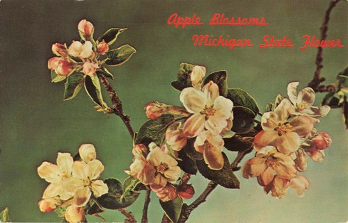 Postcard Apple Blossoms Michigan State Flower | eBay