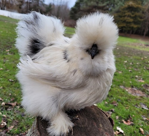 NPIP 12+ Assorted Fertile Silkie Hatching Chicken Eggs from Peony Puff ...