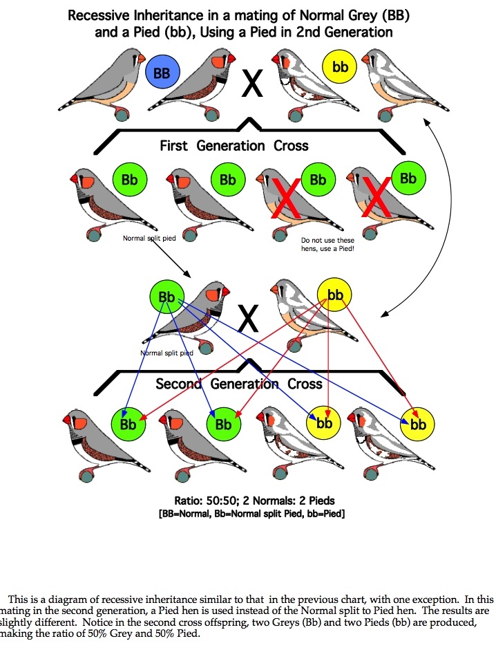 Varieties & Genetic of Zebra Finches A genetics book made EASY! NEW ...