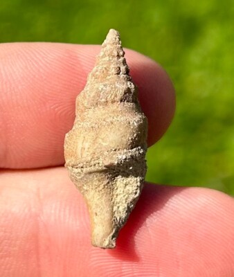 California Fossil Gastropod Miocene Age Shell Topanga Formation | eBay ...