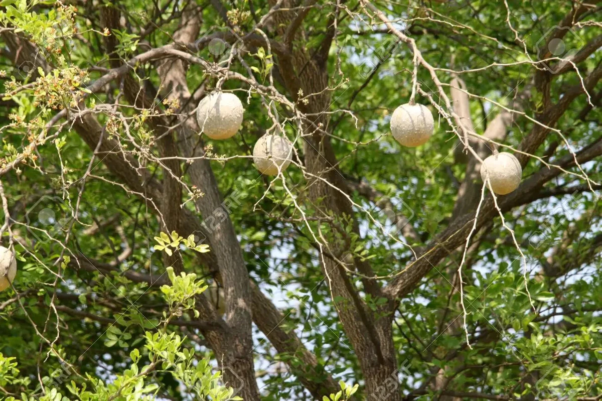 Wood Apple Tree