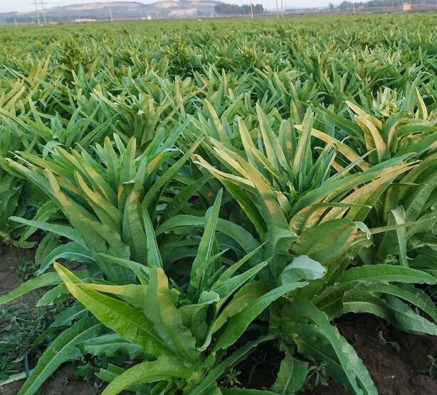 50 Samen Celtuce Spargelsalat, Wosun, chinesische Keule lettuce | eBay.de