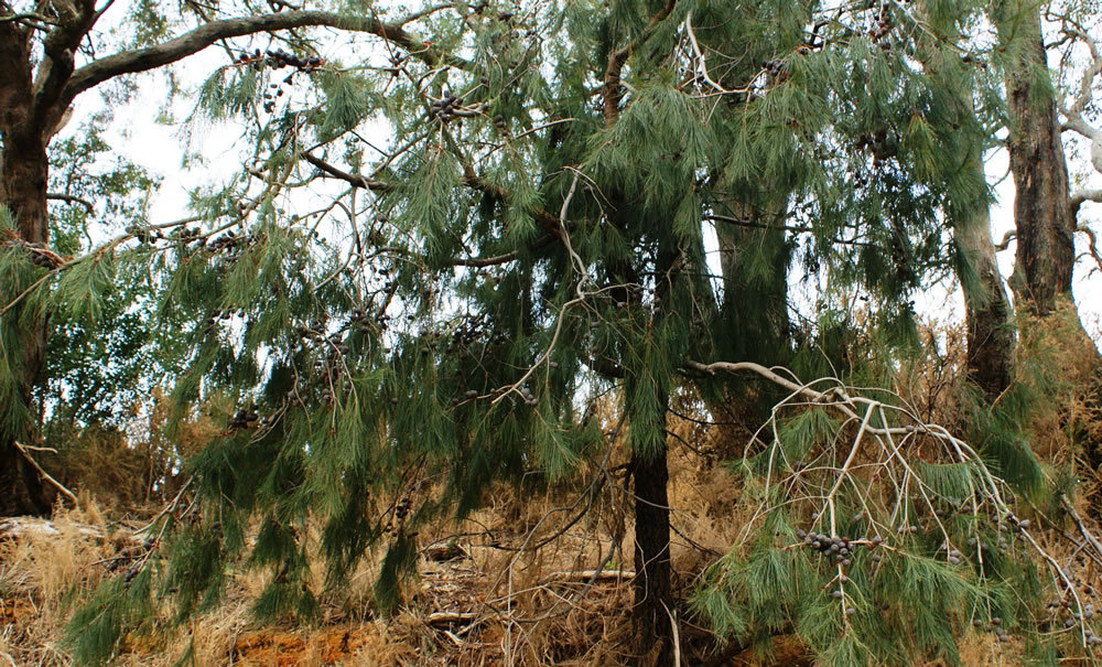 Bonsai Black She Oak (Allocasuarina littoralis) 50 Seeds | eBay UK