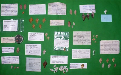 COLLECTION: 18 Lots WW Tiny MUREX family specimens frm great locations ...