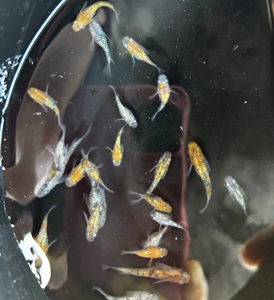 [LIVE FISH] 月華ダルマ Gekka Daruma Medaka Rice Fish 4+1 (DOA) Juvenile US ...