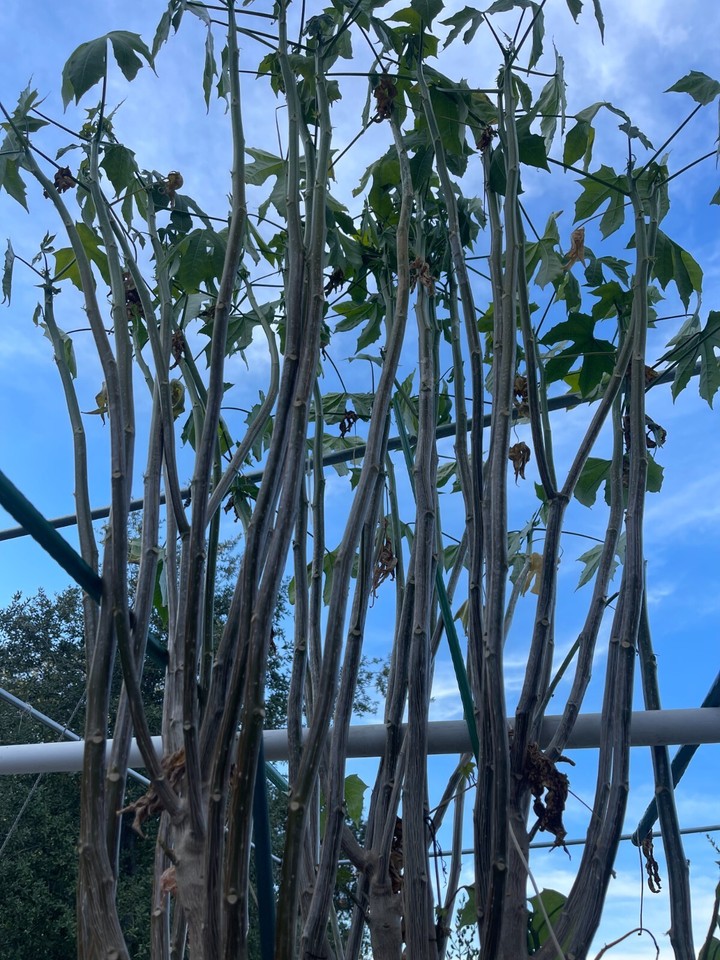 Chaya Spinach Tree Spineless Organic Plant 4 Cuttings - 10 inch + | eBay